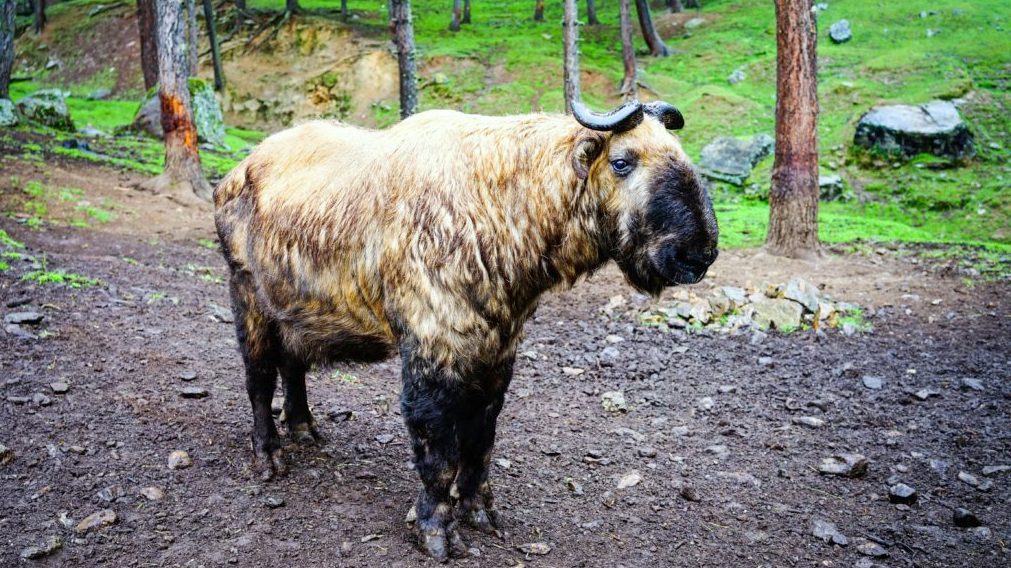 Discover Bhutan's Wildlife & Nature Wonders | Amen Bhutan Tours